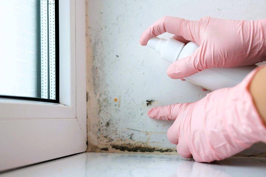 Singapore's Trusted Mould Removal Experts: Get Rid of Mould!